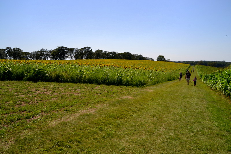 pope farm sunflowers 8/2/2015 - Friends of Pope Farm Conservancy