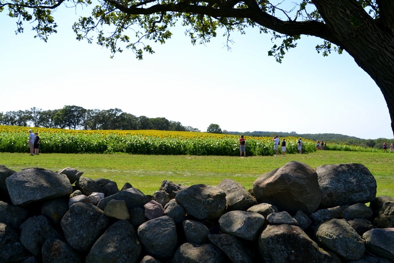 pope farm sunflowers 8/2/2015 - Friends of Pope Farm Conservancy