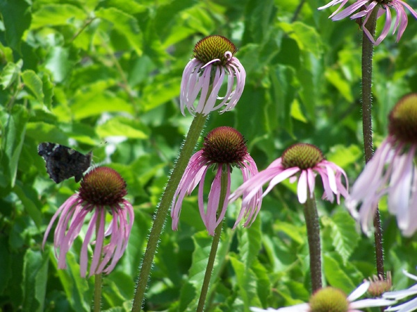 Echinacea - Friends of Pope Farm Conservancy