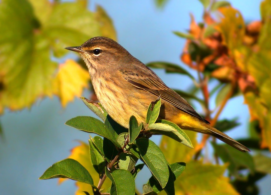 Spring Migration Birding Tour - Friends of Pope Farm Conservancy
