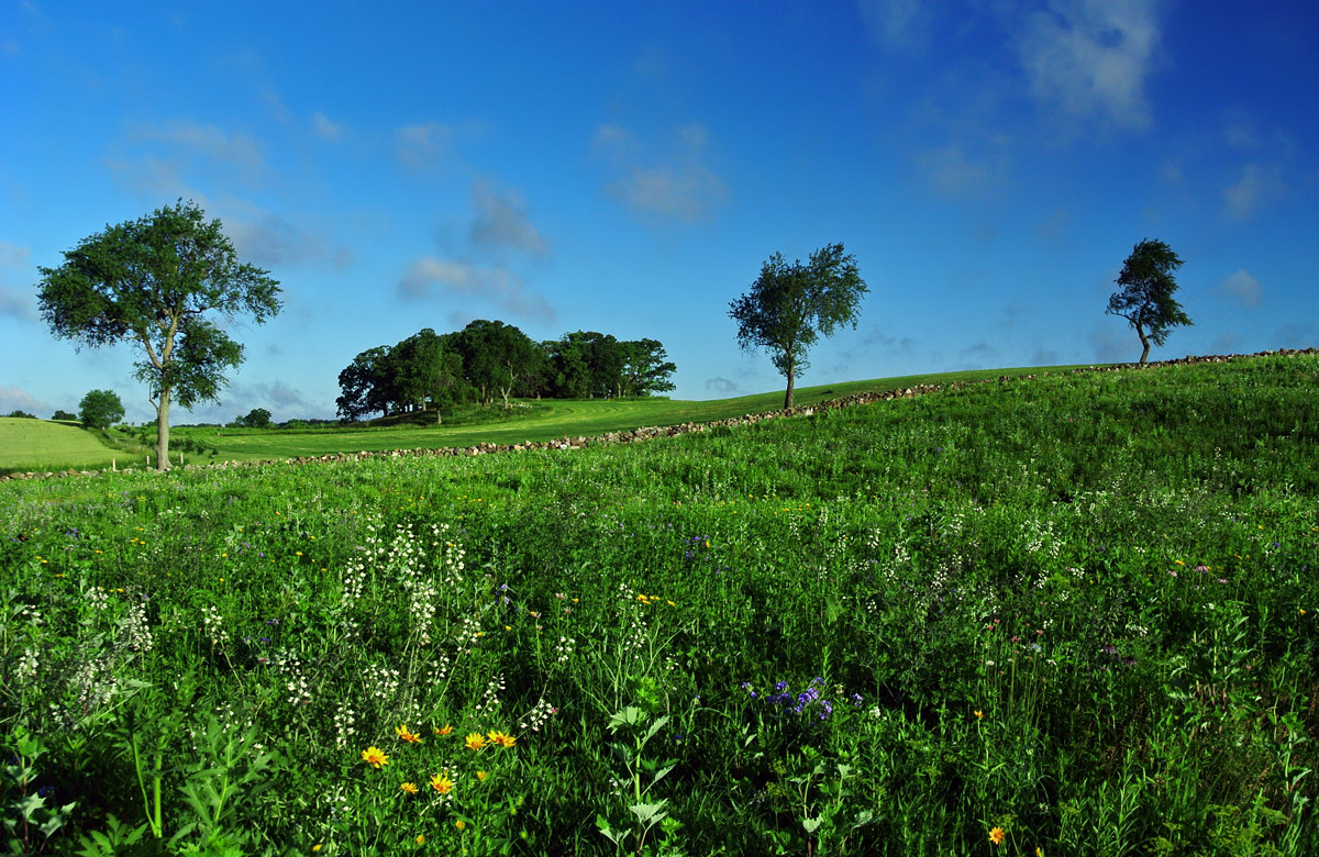 blog06181710a - Friends of Pope Farm Conservancy