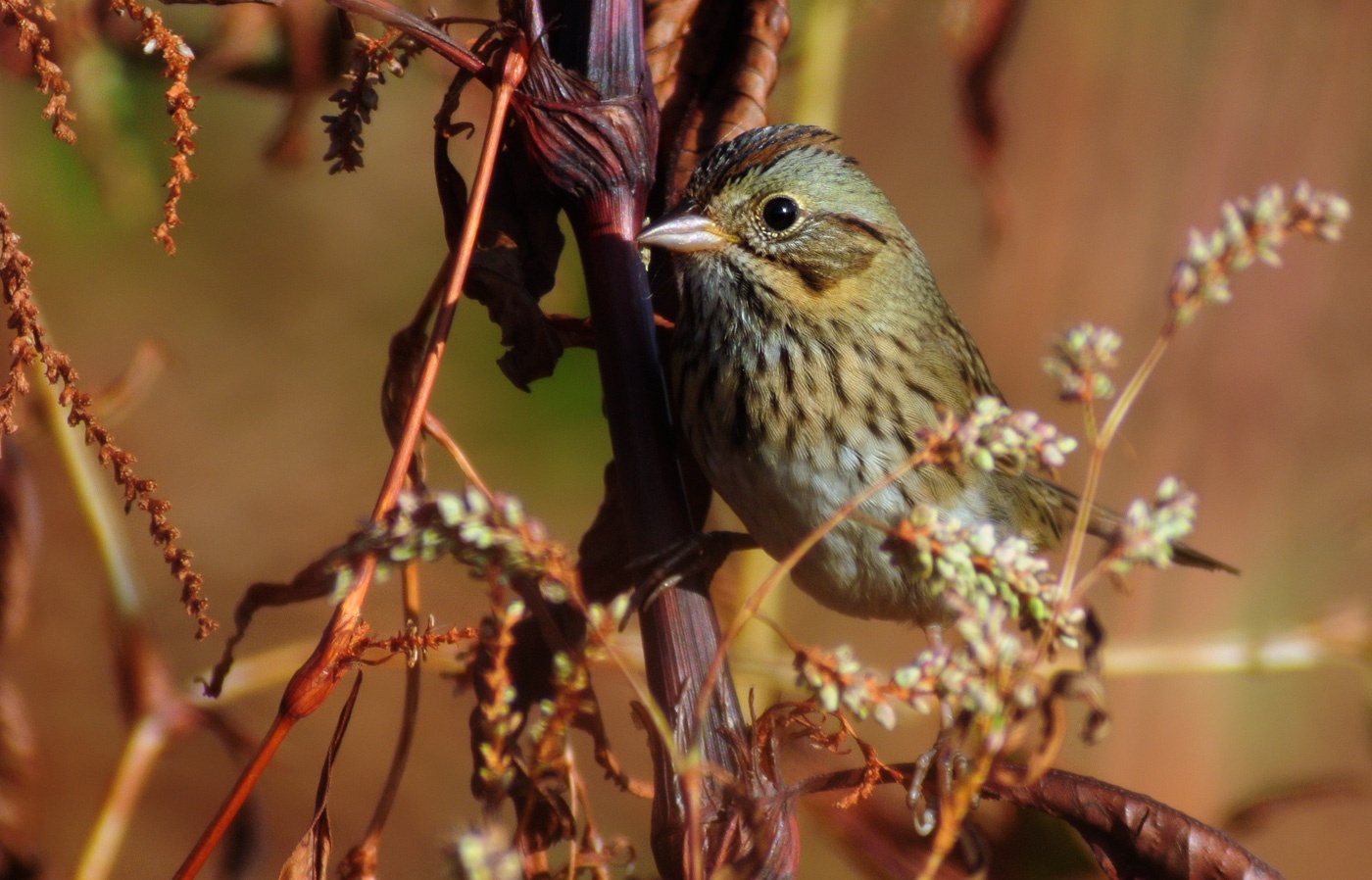 Fall Migration Birding Walk - Sept 11 @ 7:30am - Friends of Pope Farm ...