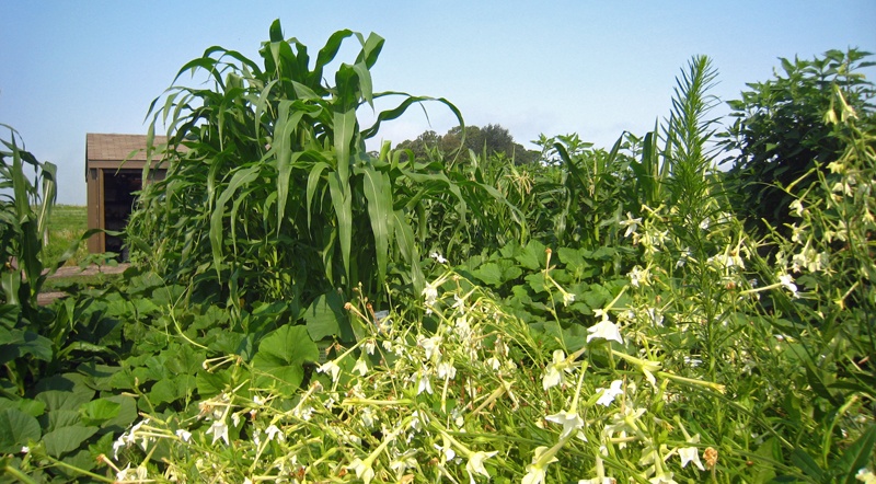 Cold Weather Brings an End to Another 'Fruitful' Gardening Season at ...
