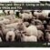 Friends of Pope Farm Conservancy – Preserving the land and its stories